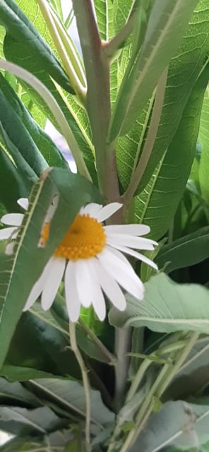 Nature, Chamomile, Flowers. Free Stock Video - Pixabay