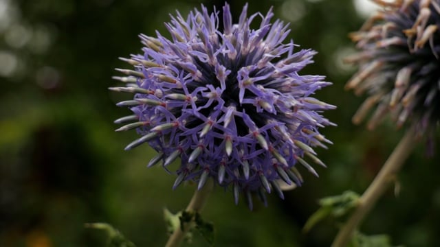 Flor Cardo Natureza - Free video on Pixabay - Pixabay