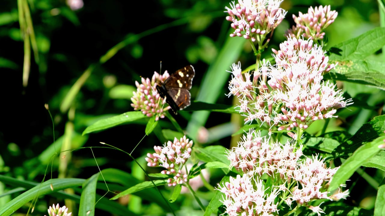 1,000+ Free Flying butterfly Stock Videos - Pixabay