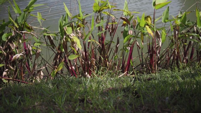 Garden, Water, Nature. Free Stock Video - Pixabay
