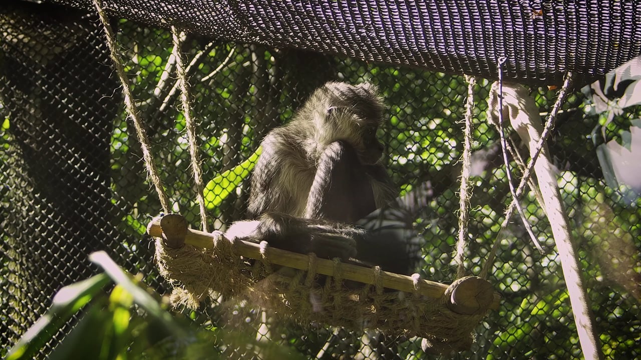 Monkey Laughing Videos: Download 189+ Free 4K & HD Stock Footage Clips - Pixabay