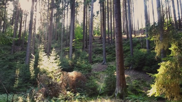 Ultimate Nature Video Collection: Download 4K, 1080p & Copyright-Free ...