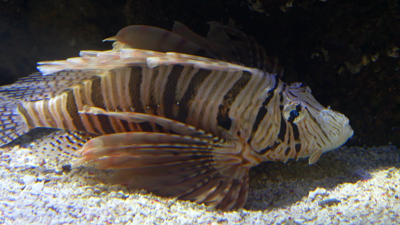 Lionfish, Scorpion Fish, Aquarium. Free Stock Video - Pixabay