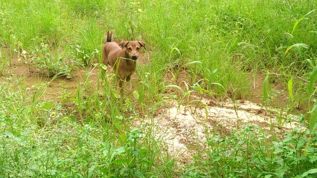 Animal, Green Grass, Dog. Free Stock Video - Pixabay
