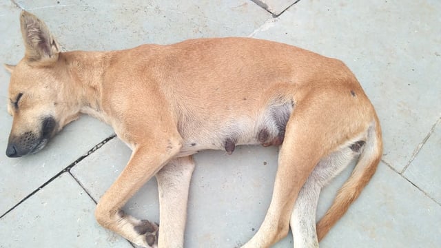 Dog, Sleep, Respiration. Free Stock Video - Pixabay