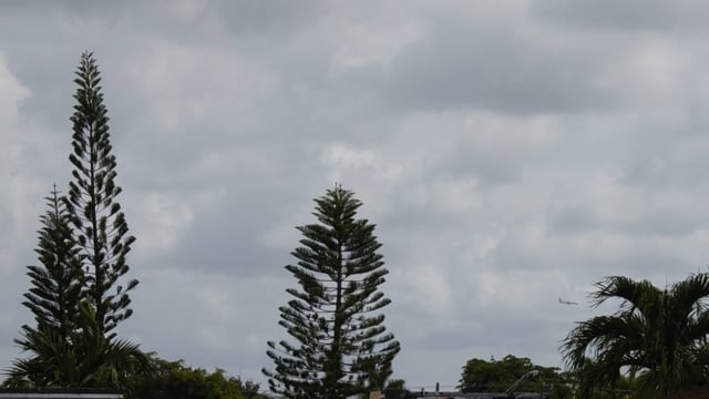 Darling, Tree, Aircraft. Free Stock Video - Pixabay