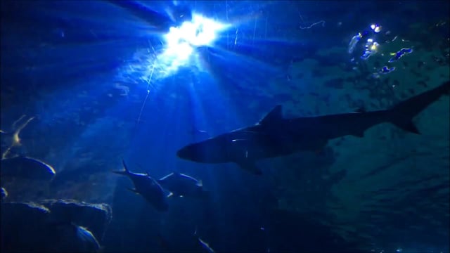 Fish, Underwater, Shark. Free Stock Video - Pixabay