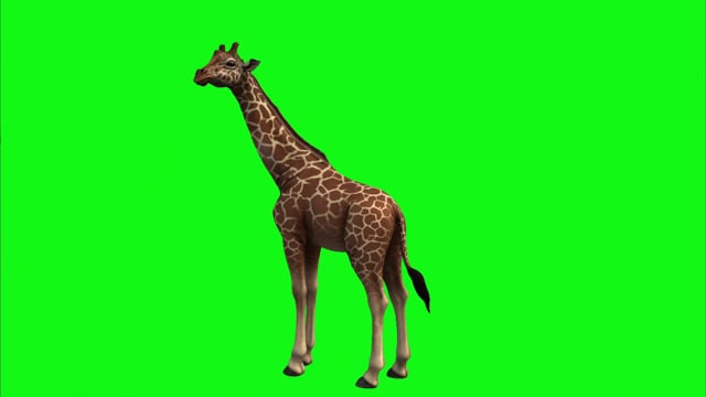 Animal Green Screen Videos: Download 14,021+ Free 4K & HD Stock Footage ...