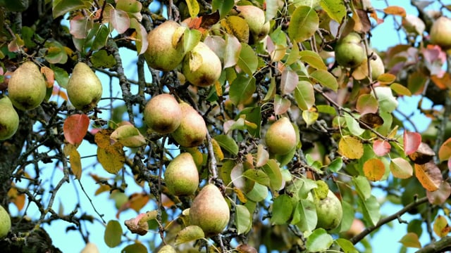 Pears, Fruit, Healthy. Free Stock Video - Pixabay