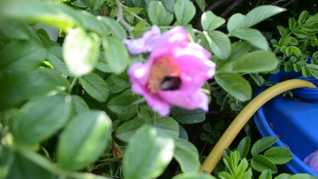Buzzing Bee, Bee In A Rose, Bee. Free Stock Video - Pixabay