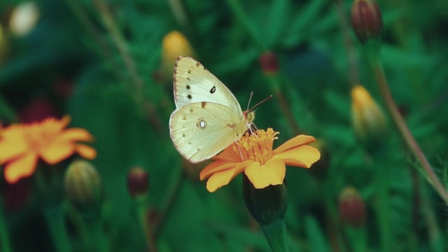 2,000+ Free Flying butterfly Stock Videos - Pixabay
