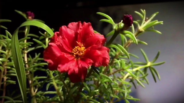 Portulaca, Red Flower, Flora. Free Stock Video - Pixabay