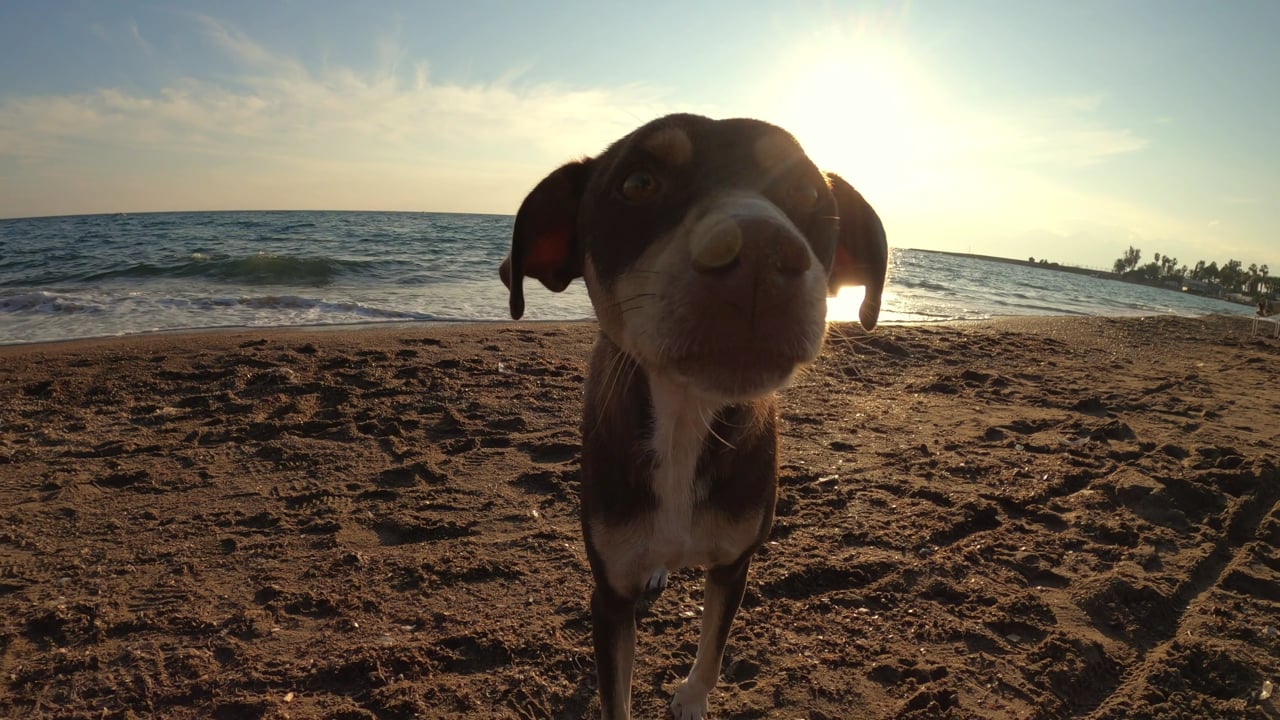 Dog, Animal, Face. Free Stock Video - Pixabay