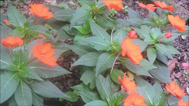 Flor Maria-Sapeca Coral - Free video on Pixabay