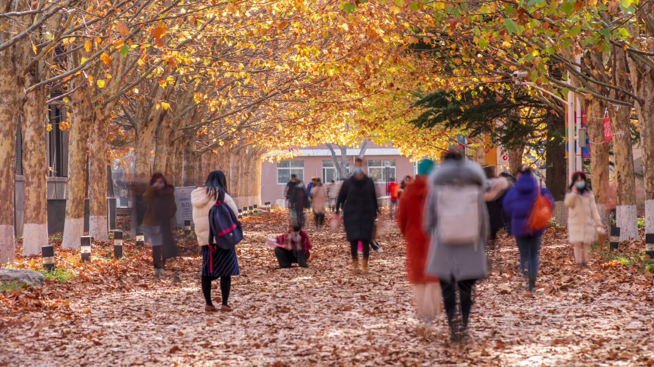 School, Winter, Tree. Free Stock Video - Pixabay