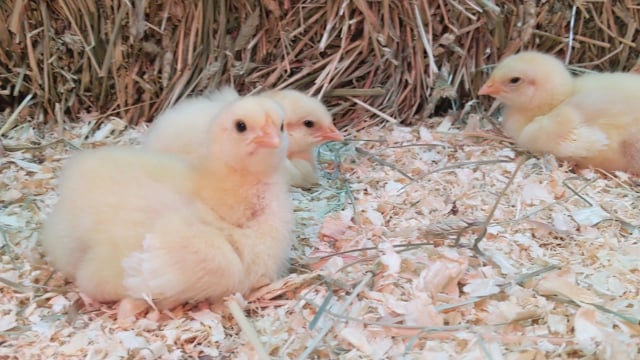 Chicks, Baby Chickens, Bird. Free Stock Video - Pixabay