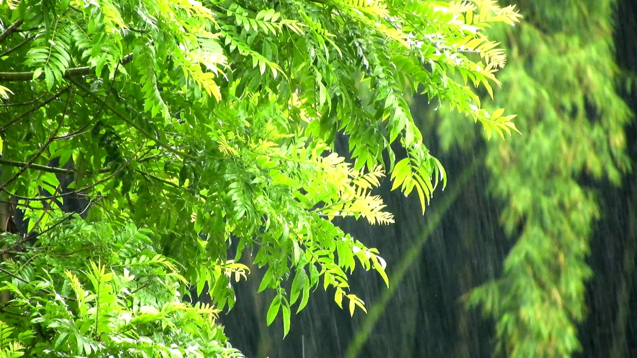 Tree, Branches, Leaves. Free Stock Video - Pixabay