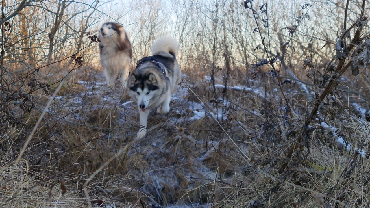 Dogs In Forest, Nature, Dogs In Winter Forest. Free Stock Video - Pixabay