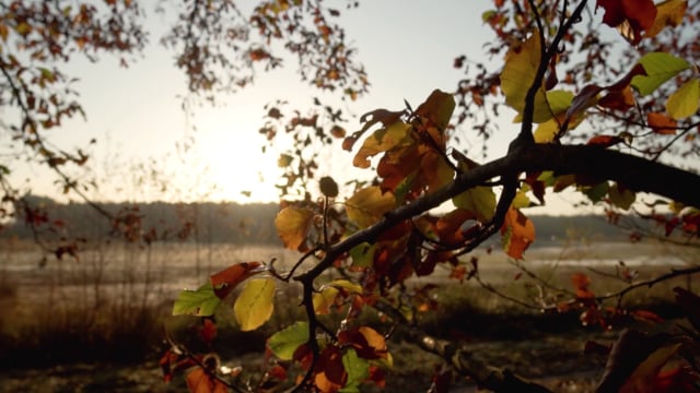 Trees, Leaves, Forest. Free Stock Video - Pixabay
