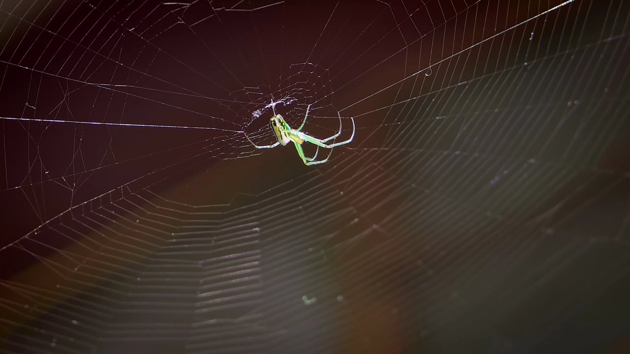 Spider, Insect, Arachnid. Free Stock Video - Pixabay