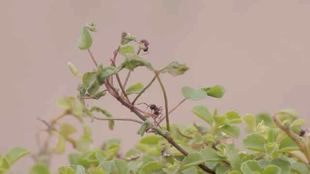 Insect Ants Workers Free Stock Video Pixabay