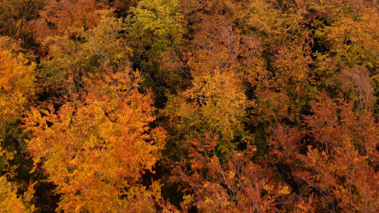 Trees, Forest, Leaves. Free Stock Video - Pixabay