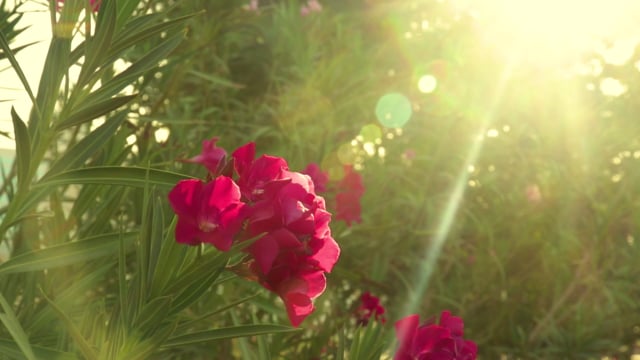 Bunga Merah Alam Video Tanaman - Free video on Pixabay