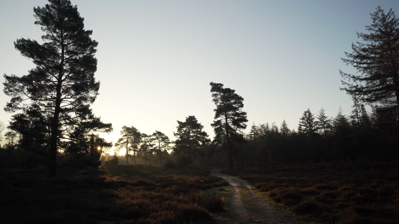 Sunrise, Pathway, Trail. Free Stock Video - Pixabay