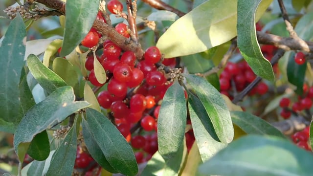 Red, Berries, Fruit. Free Stock Video - Pixabay