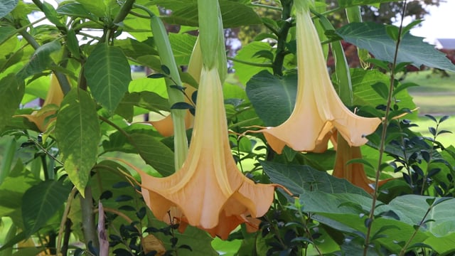Flores Flor De Trombeta Anjo - Free video on Pixabay - Pixabay