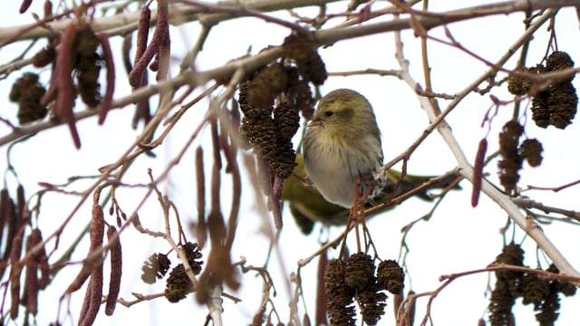 Bird, Tarin Of The Alders, Tree. Free Stock Video - Pixabay