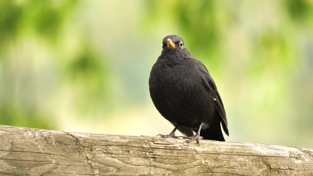 Bird, Beak, Merle. Free Stock Video - Pixabay