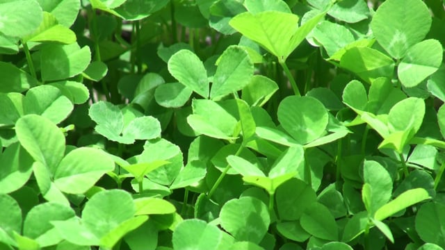 Clover, Leaves, Flower. Free Stock Video - Pixabay