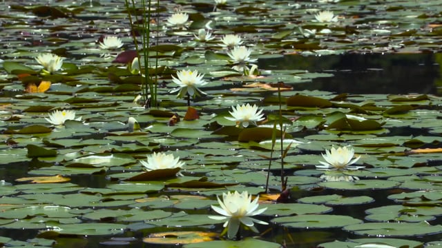 Flowers, Lotus, Lake. Free Stock Video - Pixabay
