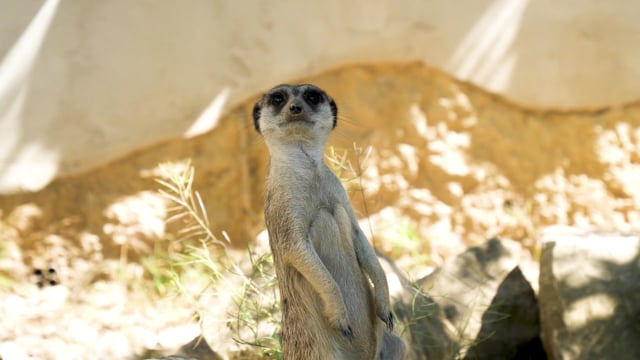Suricate, Meerkat, Mammals. Free Stock Video - Pixabay