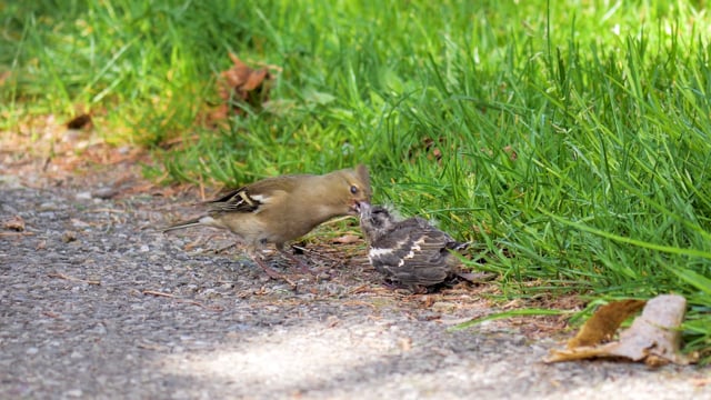 Chick, Bird, Cute. Free Stock Video - Pixabay