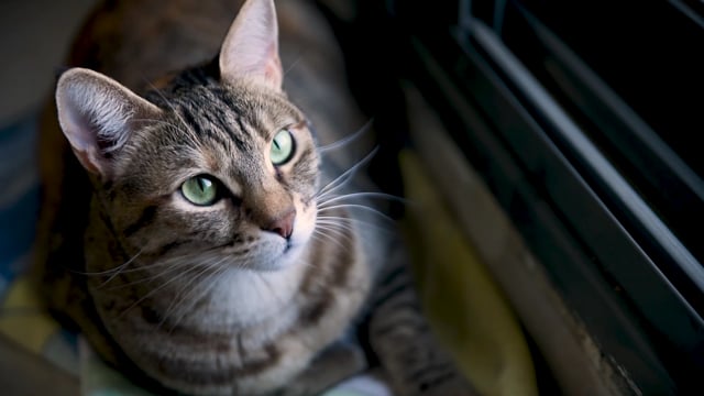 Cat, Kitten, Kitty. Free Stock Video - Pixabay