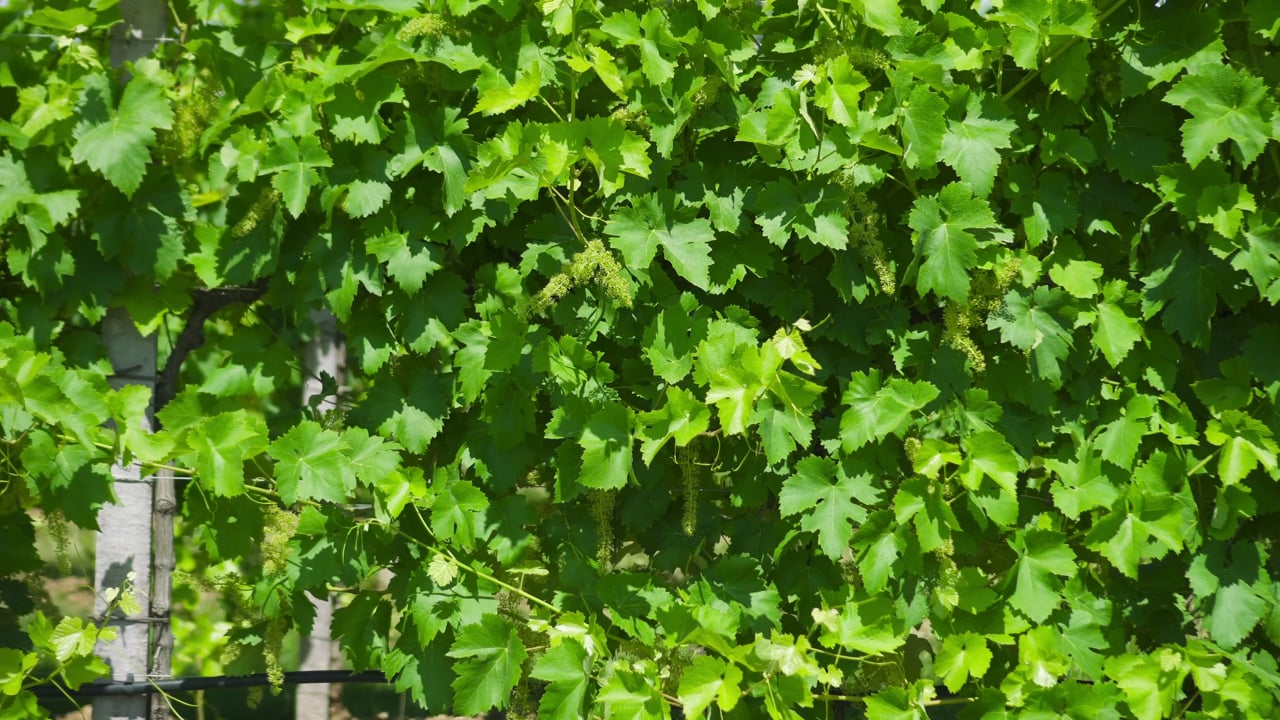 Uva Piantagione Viticoltura - Free video on Pixabay