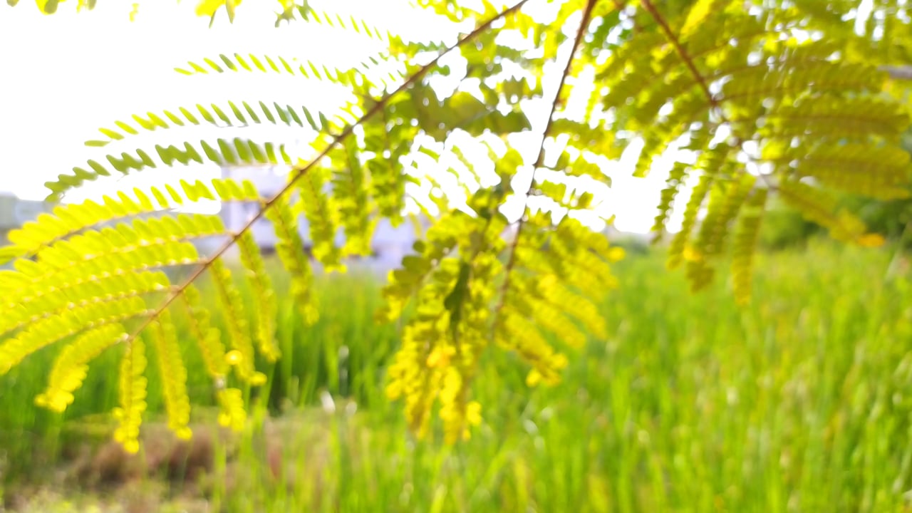 Beautiful, 4K, 4K Quad Hd. Free Stock Video - Pixabay