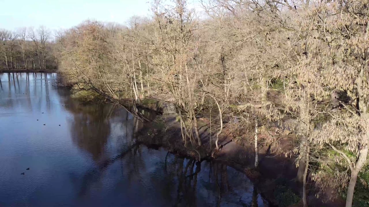 Spiritual, Forest, Water. Free Stock Video - Pixabay
