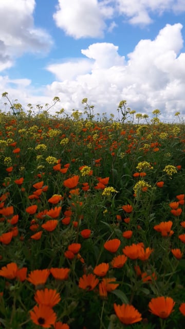 Flowers, Nature, Owners. Free Stock Video - Pixabay