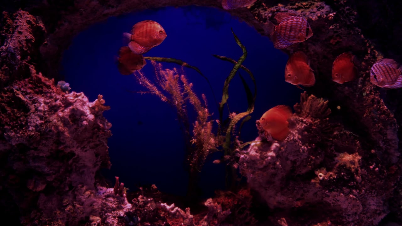 Aquarium, Fish, Marine. Free Stock Video - Pixabay