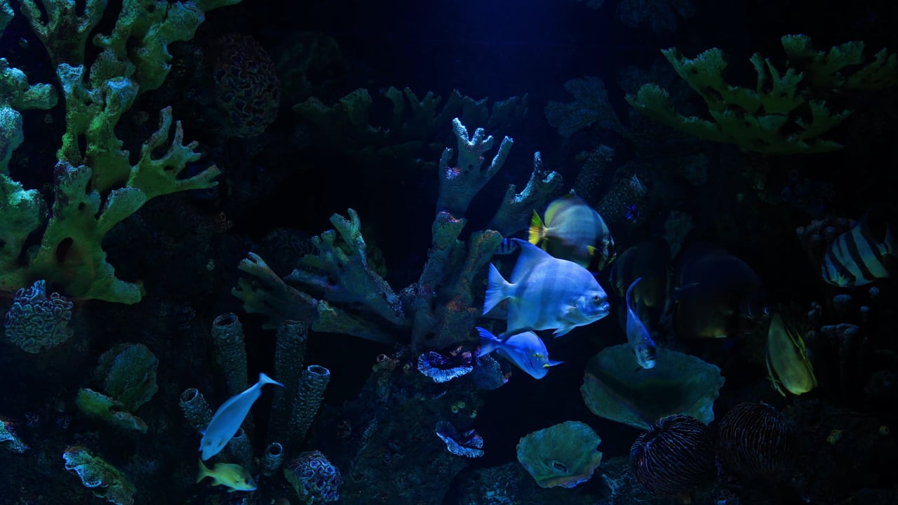 Aquarium, Fish, Marine. Free Stock Video - Pixabay