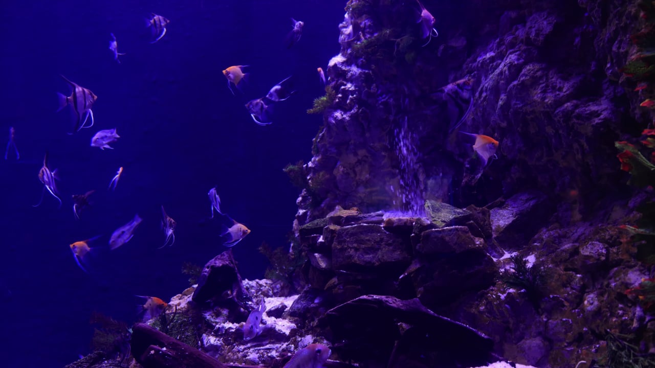 Aquarium, Fish, Marine. Free Stock Video - Pixabay
