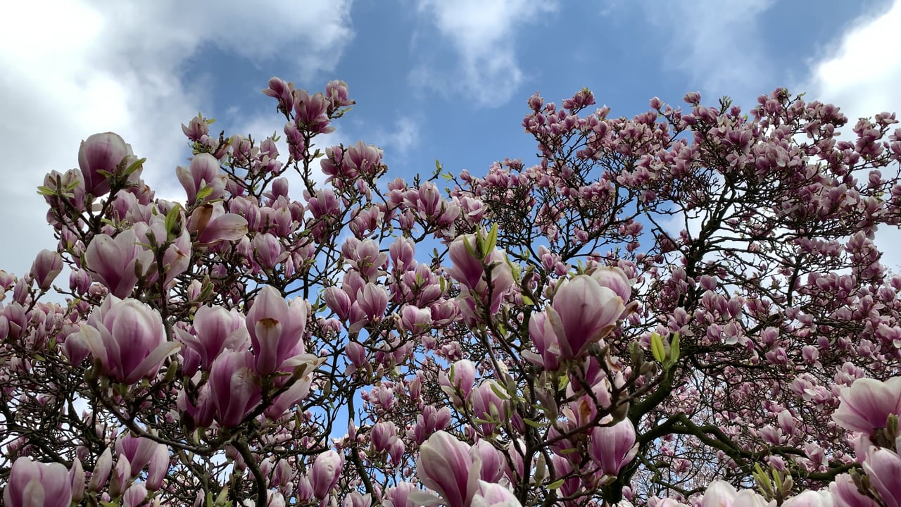 Magnolia, Blossom, Vegetable. Free Stock Video - Pixabay