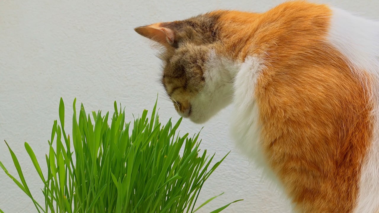 Cat, Pet, Nature. Free Stock Video - Pixabay