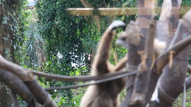 Monkey, Tree, Jungle. Free Stock Video - Pixabay