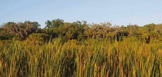 Florida, Reeds, Cattails. Free Stock Video - Pixabay