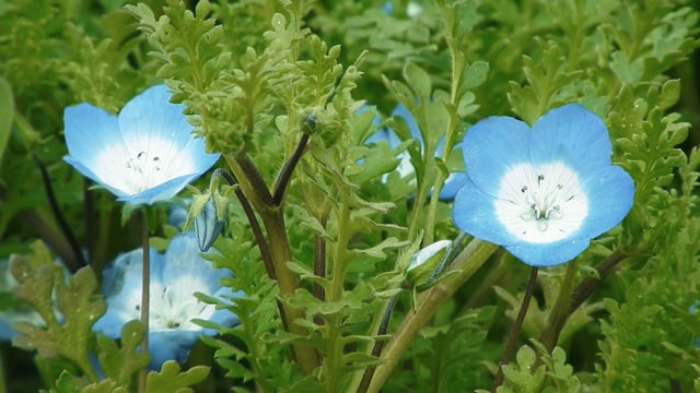 花朵 Nemophila 植物 - Free video on Pixabay