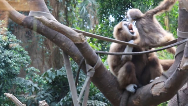 Monkey, Tree, Jungle. Free Stock Video - Pixabay